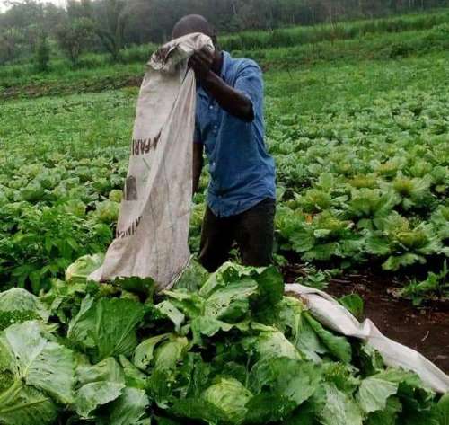 Taa Wongbe Got It Wrong, Over 70% of Liberians are not Farmers - Local ...